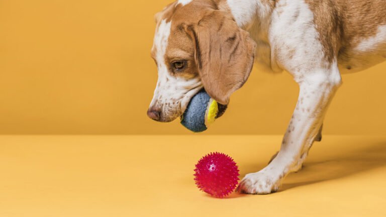Best Dog Toys 2026 | Tested & Reviewed Picks – Dog Toys Report